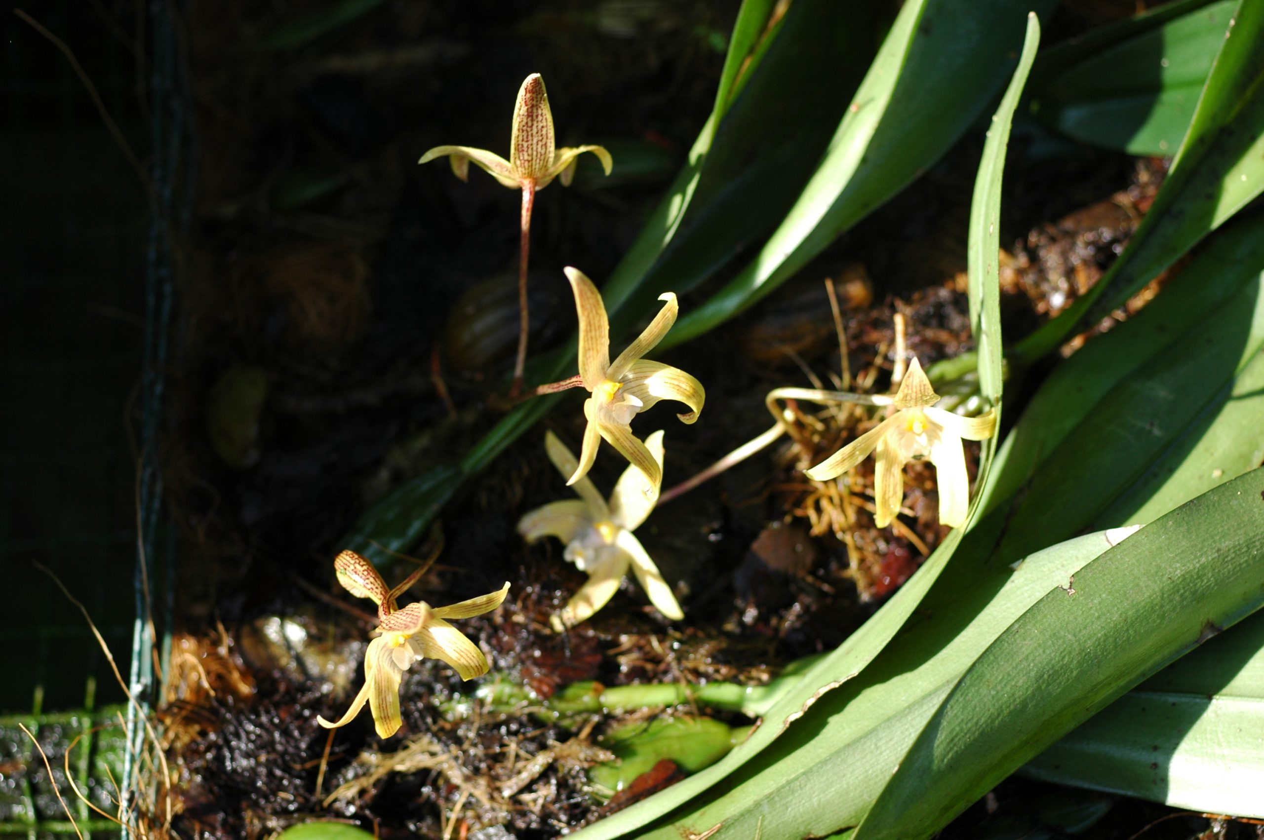 Bulbophyllum siamense - aaorchids